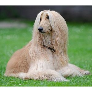 14 Dogs With Bangs! - We Love Doodles