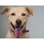 Dog Tongue Color Chart: Common Colors and What You Need to Know! (2023 ...