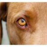 Dog Eye Color Chart: Common Colors and Color Changes! - We Love Doodles