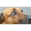 Dog Eye Color Chart: Common Colors and Color Changes! - We Love Doodles