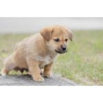 Dog Urine Color Chart: An Easy to Understand Guide!