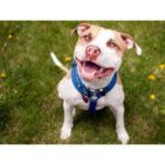 Locked Jaw in Dogs: What You Need to Know! - We Love Doodles