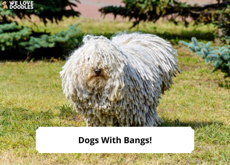 14 Dogs With Bangs! - We Love Doodles