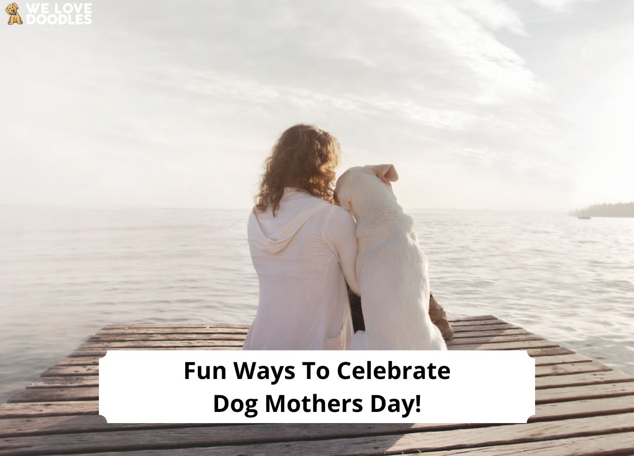 Fun Ways to Celebrate Dog Mother's Day! (And Gift Ideas) - We Love Doodles