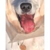 Dog Tongue Color Chart: Common Colors and What You Need to Know! (2023 ...