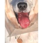 Dog Tongue Color Chart: Common Colors and What You Need to Know! (2023 ...