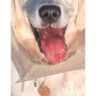 Dog Tongue Color Chart: Common Colors and What You Need to Know! (2023 ...