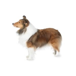 Sheltie vs Collie: What's the Difference? (2024) - We Love Doodles