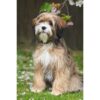 14 Dogs With Bangs! - We Love Doodles