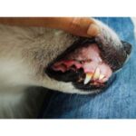 Dog Gum Color Chart: Signs of Illness and What to Do!