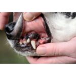 Dog Gum Color Chart: Signs of Illness and What to Do! - We Love Doodles