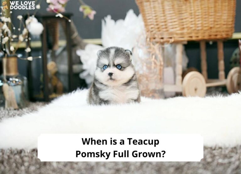 When is a Teacup Pomsky Full Grown? + Growth Chart! - We Love Doodles