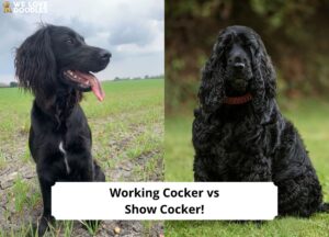Working Cocker vs Show Cocker: What's the Difference? - We Love Doodles