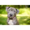 Dog Tongue Color Chart: Common Colors and What You Need to Know! (2023 ...