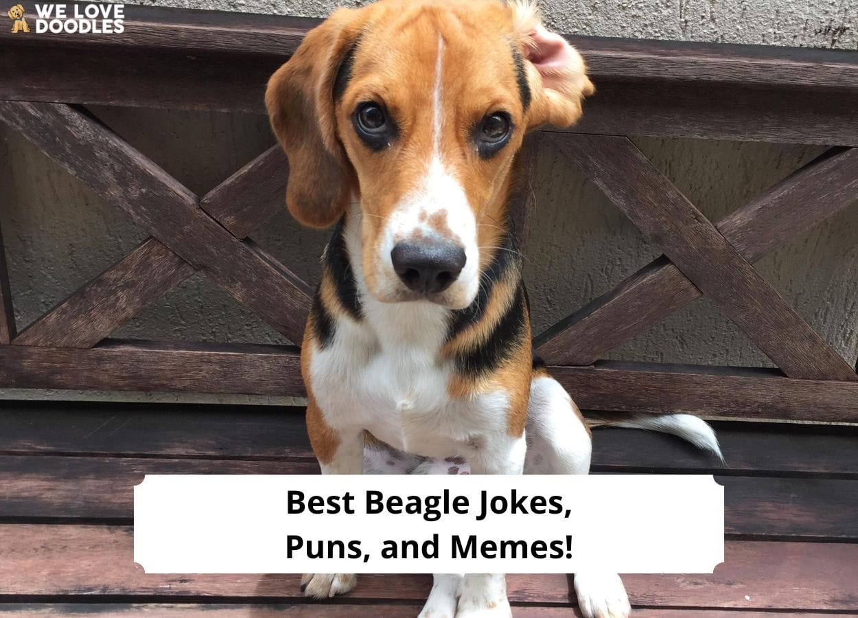 Best Beagle Jokes, Puns, and Memes!