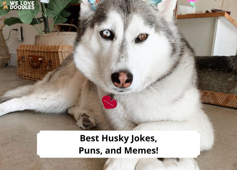 Best Husky Jokes, Puns, and Memes! - We Love Doodles