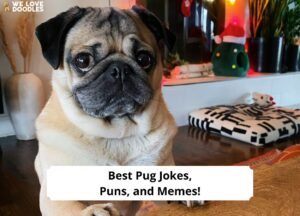 Best Pug Jokes, Puns, and Memes!