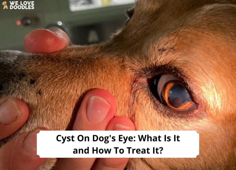 Cyst on Dog’s Eye: What Is It and How to Treat It? - We Love Doodles