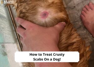 How to Treat Crusty Scabs on a Dog!