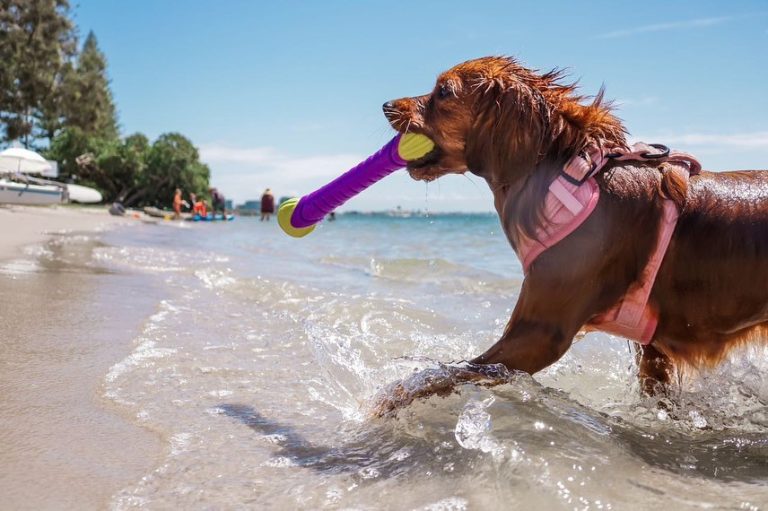 The 9 Best Dog Beach Accessories! - We Love Doodles