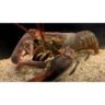 Keep a Pet Lobster: Easy Tips and Care Guide!