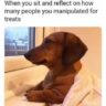 10 Best Dachshund Memes, Jokes, and Puns! - We Love Doodles