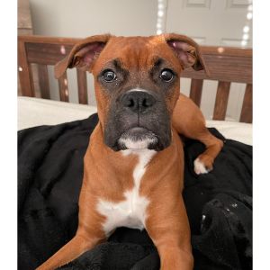 Boxer Bite Force: One of the Strongest? (You’ll Be Surprised)