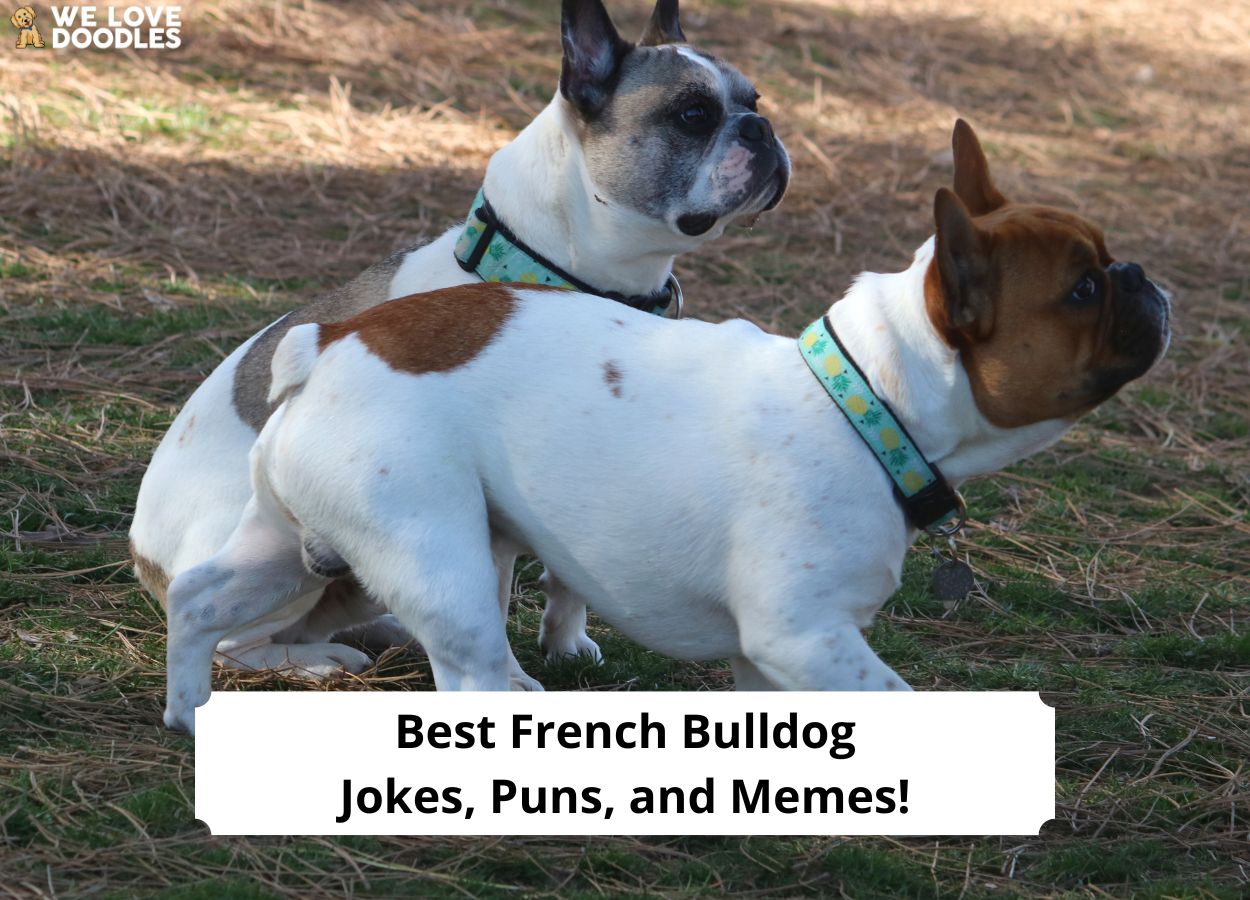 Best French Bulldog Jokes, Puns, and Memes!