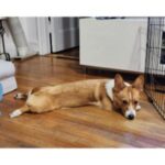 Best Corgi Jokes, Puns, and Memes!