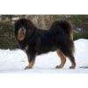 Tibetan Mastiff Bite Force: The Most Powerful Dogs!