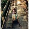 Dog Breeds That Start With W! - We Love Doodles