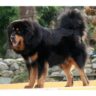 Tibetan Mastiff Bite Force: The Most Powerful Dogs!