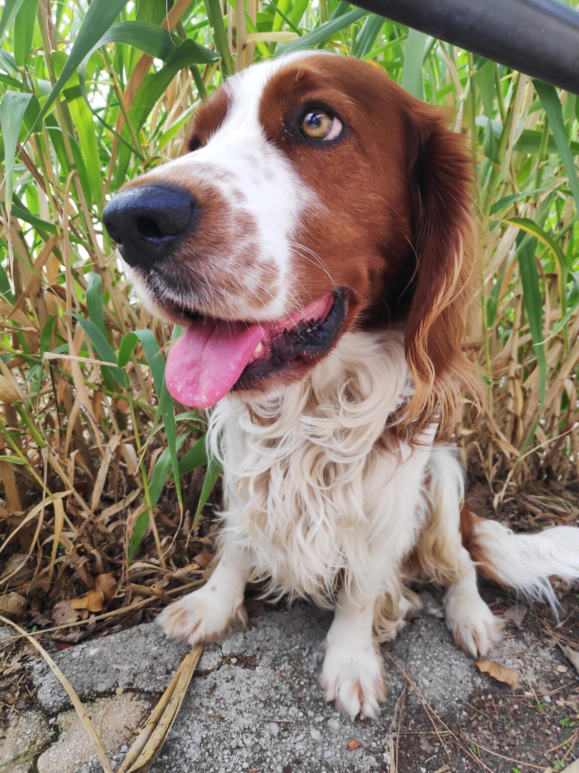 Dog Breeds That Start With W! - We Love Doodles