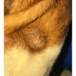 Dog Impacted Hair Follicle: Causes, Pictures, and Treatment!