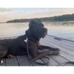 6 Best American Bully Mixes: Common & Rare Bully Mix Breeds! - We Love ...