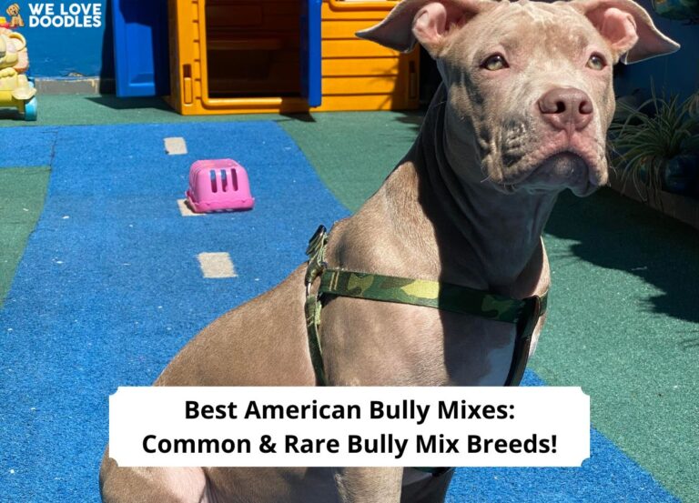 6 Best American Bully Mixes: Common & Rare Bully Mix Breeds! - We Love ...