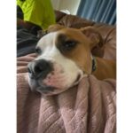 6 Best American Bully Mixes: Common & Rare Bully Mix Breeds! - We Love ...