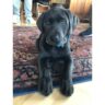 10 Interesting Facts About the Charcoal Labrador! - We Love Doodles
