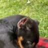Rottweilers With Cropped Ears: Common Misconceptions! - We Love Doodles