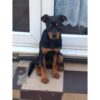 Rottweilers With Cropped Ears: Common Misconceptions! - We Love Doodles