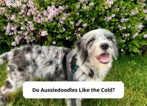 Do Aussiedoodles Like the Cold? You'll Be Surprised! - We Love Doodles