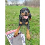 Rottweilers With Cropped Ears: Common Misconceptions! - We Love Doodles