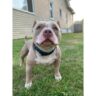 6 Best American Bully Mixes: Common & Rare Bully Mix Breeds! - We Love ...