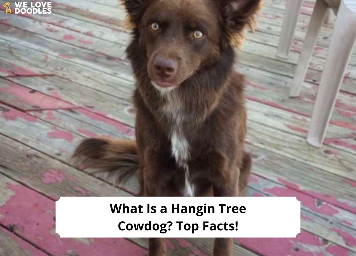 What Is a Hangin Tree Cowdog? Top 9 Facts! (2024) - We Love Doodles