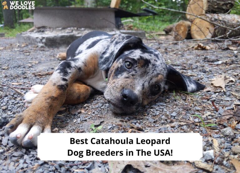 7 Best Catahoula Leopard Dog Breeders in the USA! - We Love Doodles