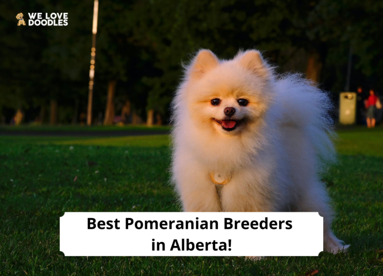 The 5 Best Pomeranian Breeders in Alberta! - We Love Doodles