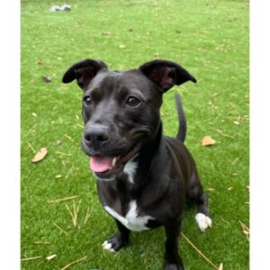 Wiener Dog Pit Mix - Everything You Need to Know! - We Love Doodles