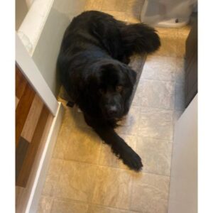 Why Is My Dog Pulling Their Hair Out? - We Love Doodles