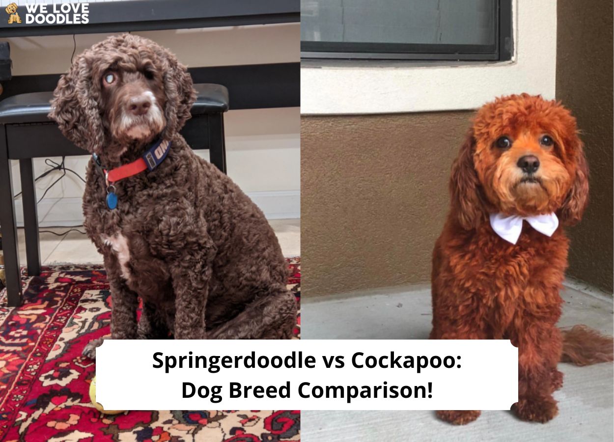 Springerdoodle vs Cockapoo: Dog Breed Comparison! - We Love Doodles