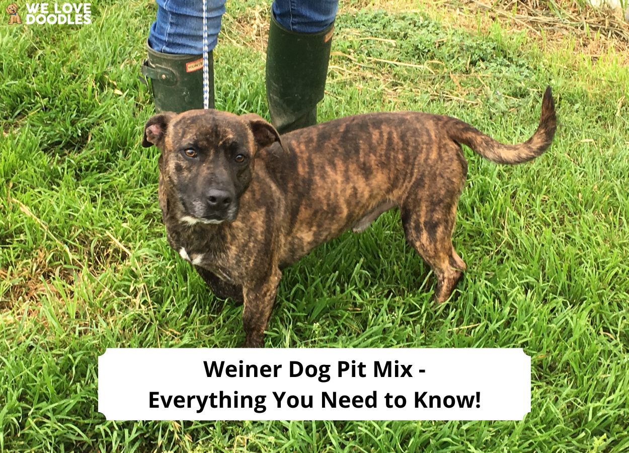 Wiener Dog Pit Mix - Everything You Need to Know! - We Love Doodles